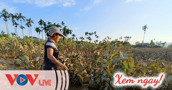 Đồng lúa, vựa dâu hoang tàng sau lũ lụt