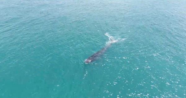 Cá Ông về biển La Gàn, ngư dân xem như được lộc biển